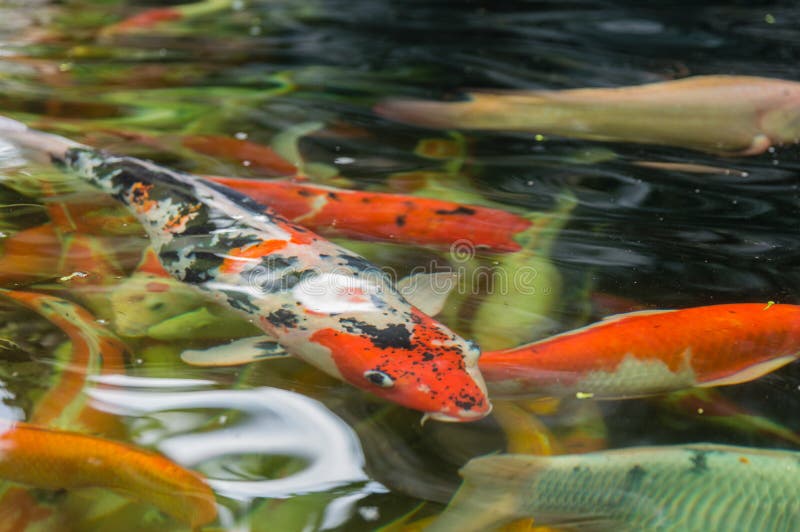 Koi Carp stock photo. Image of wildlife, orange, japan - 45548784