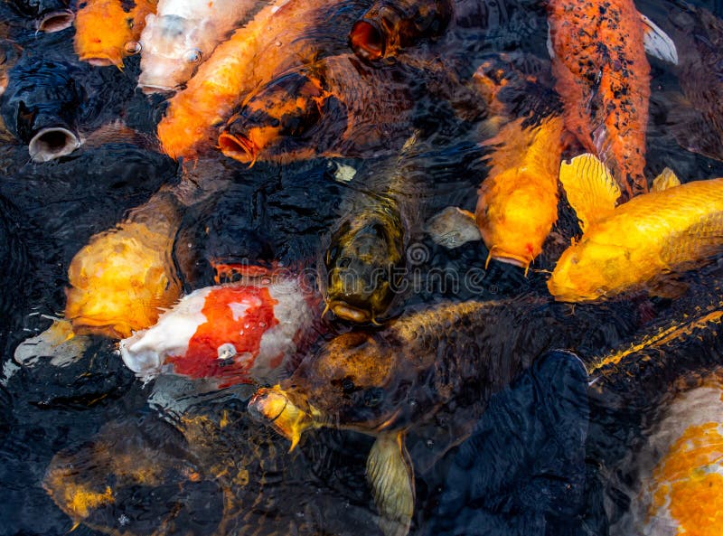 Koi Carp in Various Colours Around Feeding Time Stock Image - Image of ...