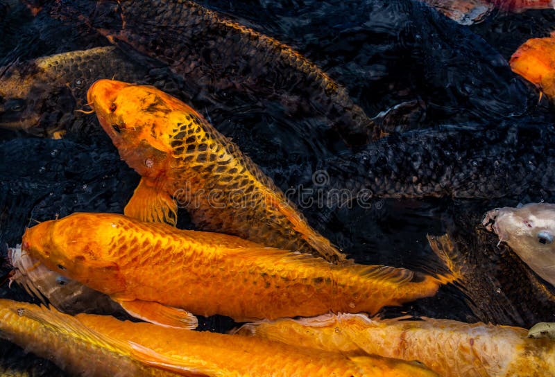 Koi Carp in Various Colours Around Feeding Time Stock Photo - Image of ...
