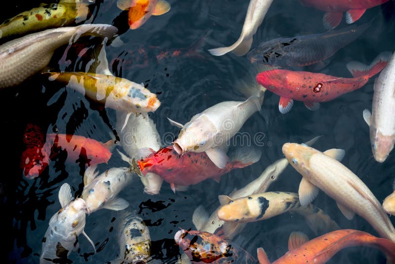 1,071 Exotic Carps Stock Photos - Free & Royalty-Free Stock Photos from ...