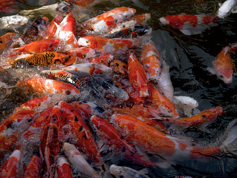 1,071 Exotic Carps Stock Photos - Free & Royalty-Free Stock Photos from ...
