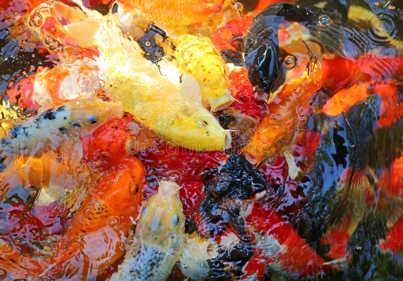 Koi Carps Competindo Por Comida Imagem de Stock - Imagem de animal ...