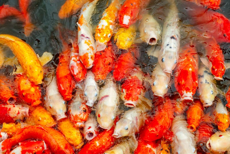 Group of Multi-colored Carps Koi Stock Image - Image of color, water ...