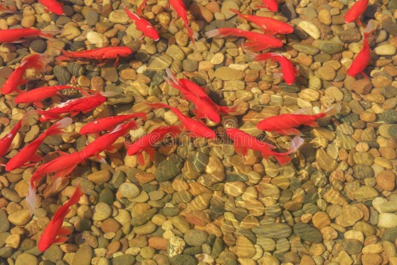 Koi in the clear pool stock image. Image of nature, carp - 369278639