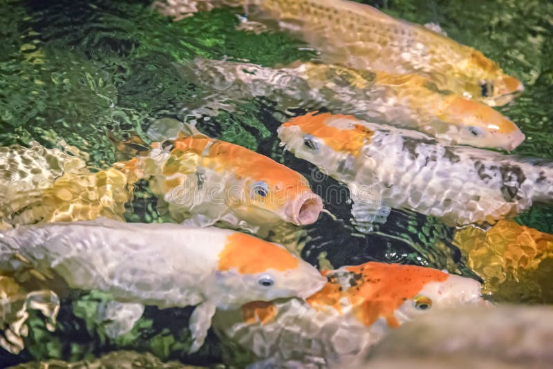 Koi - Een Sier Geacclimatiseerde Vis Stock Foto - Image of meer, vissen ...