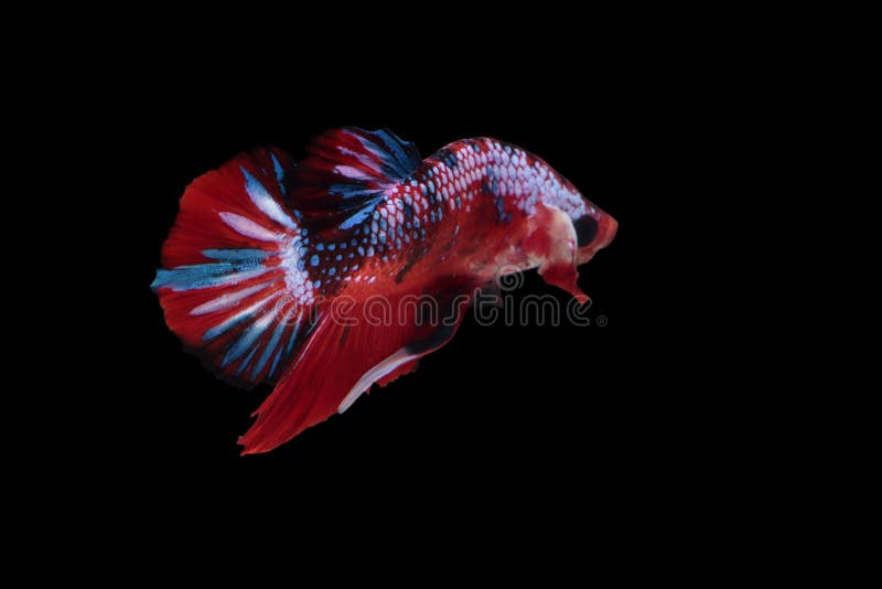 Koi fighting fish. stock image. Image of stream, animal - 101862145