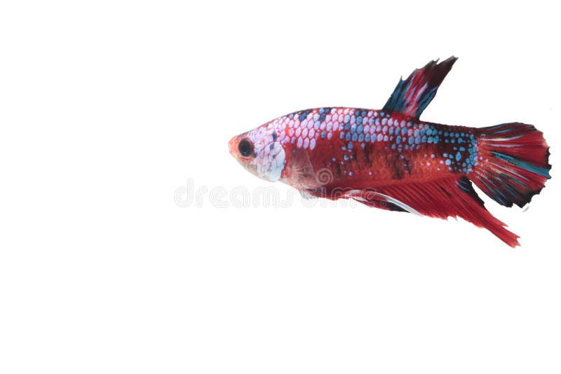 Koi fighting fish. stock image. Image of swimming, isolated - 95836689