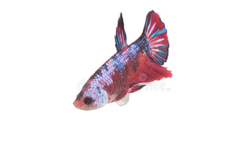 Koi fighting fish. stock image. Image of flutter, fighting - 96262389