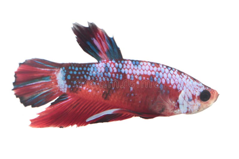 Koi fighting fish. stock photo. Image of fish, tail, blue - 97094724