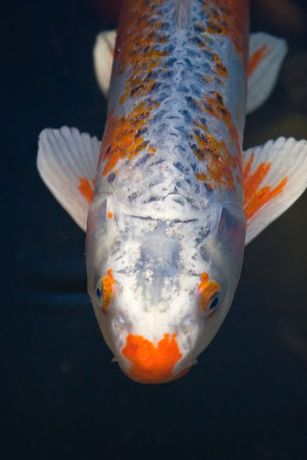 Koi Fische stockbild. Bild von tier, gold, fische, kostspielig - 2206389