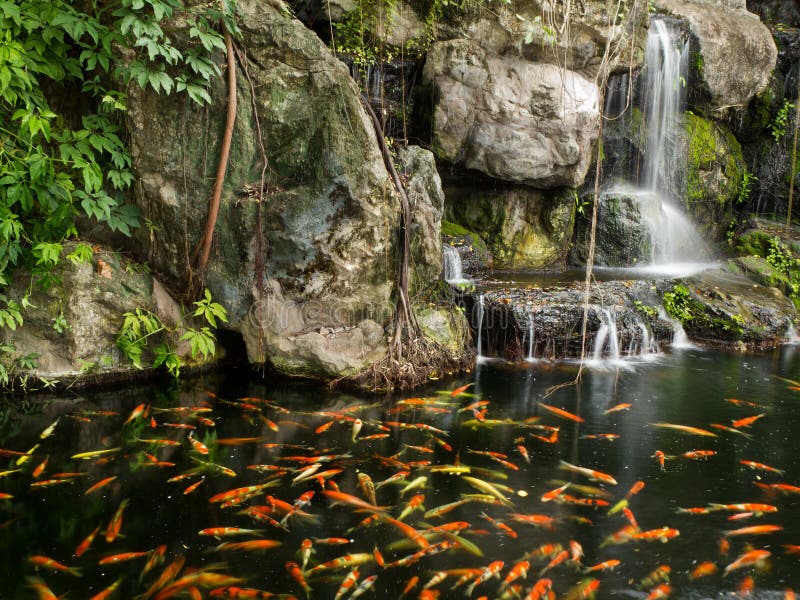 Koi-Fische Im Teich Mit Einem Wasserfall Stockfoto - Bild von nebel ...