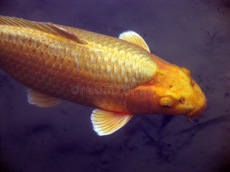 Red Head Koi Fish stock illustration. Illustration of landscaping ...