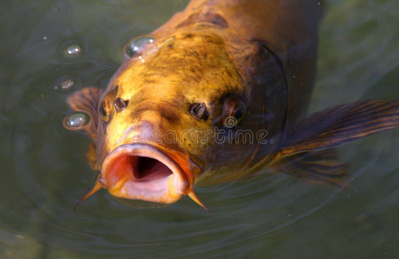 Smoking fish stock image. Image of smoke, smoking, health - 11296061