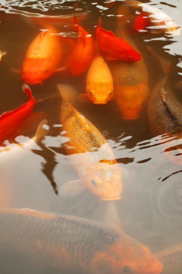 Japanese Tea Garden Koi Fish Stock Image - Image of pond, carpio: 2184755