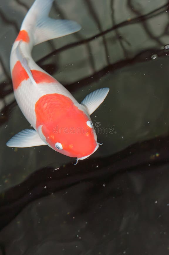13,316 Goldfish Koi Fish Stock Photos - Free & Royalty-Free Stock ... 13,316 Goldfish Koi Fish Stock Photos - Free & Royalty-Free Stock ...