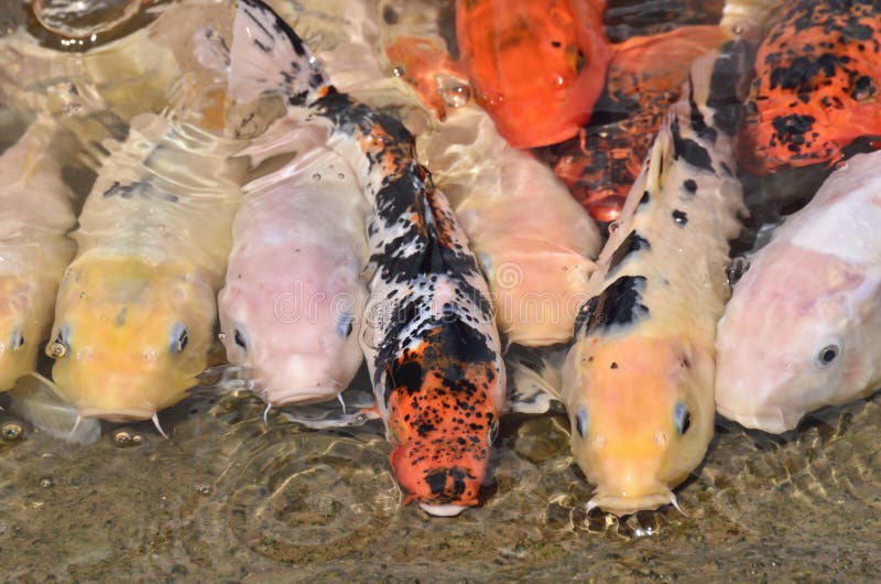 Koi fish lips stock photo. Image of group, swimming, lips - 5608684