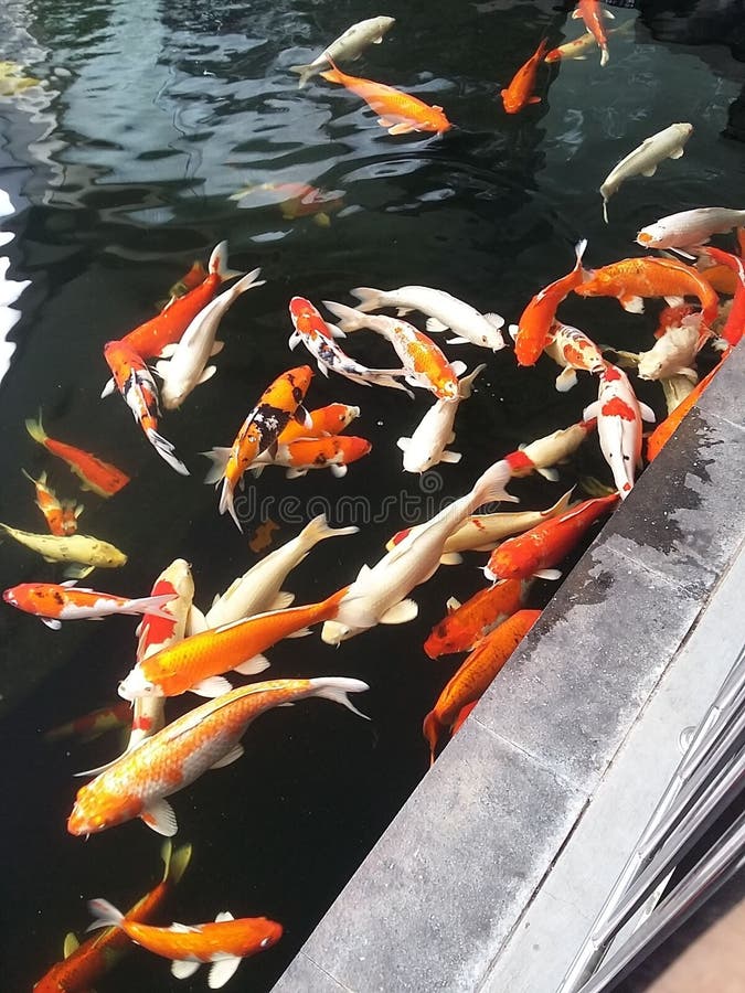 Koi Fish are Animals that are Kept because of the Beauty of Their ...