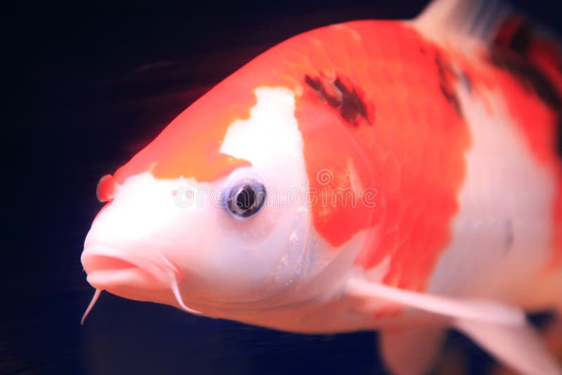 Koi fish in an aquarium stock photo. Image of pets, head - 216389116