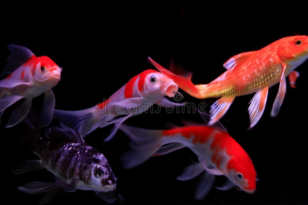 Koi fish in an aquarium stock photo. Image of closeup - 216389126