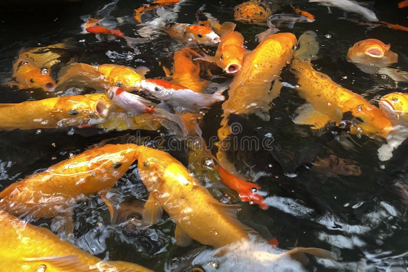 Koi fish. stock image. Image of fauna, elegance, wild - 262884997