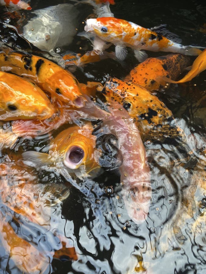 Koi fish. stock image. Image of decoration, kikokuryå« - 262885103
