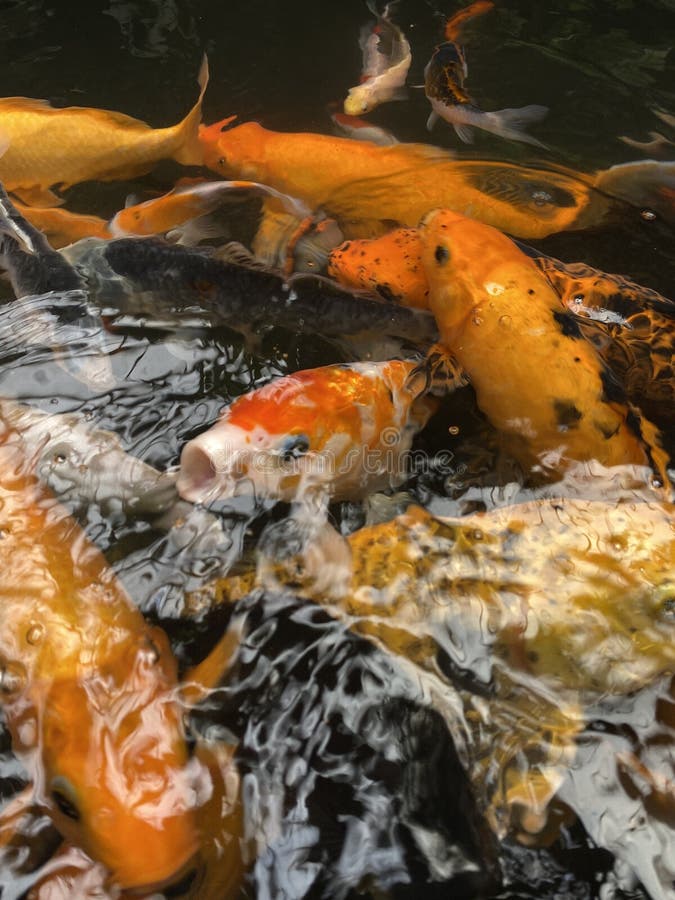 Koi fish. stock photo. Image of japan, japanese, silver - 262885154