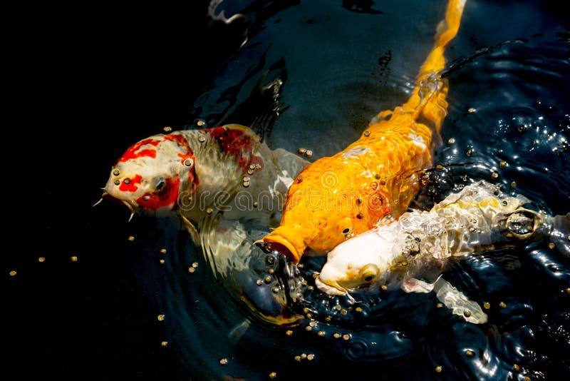 Koi Fish Become a Kind of Symbol Stock Image - Image of colorful ...