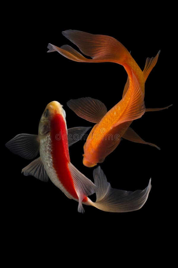 171 Vertical Koi Fish Stock Photos - Free & Royalty-Free Stock Photos ...
