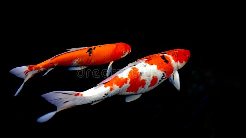 Koi Fish on Black Background. Stock Image - Image of organism, aquarium ...