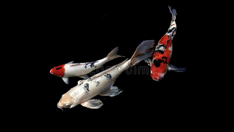 Koi Fish on Black Background. Stock Photo - Image of goldfish ...