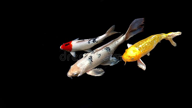 Koi Fish on Black Background. Stock Photo - Image of freshwater, black ...