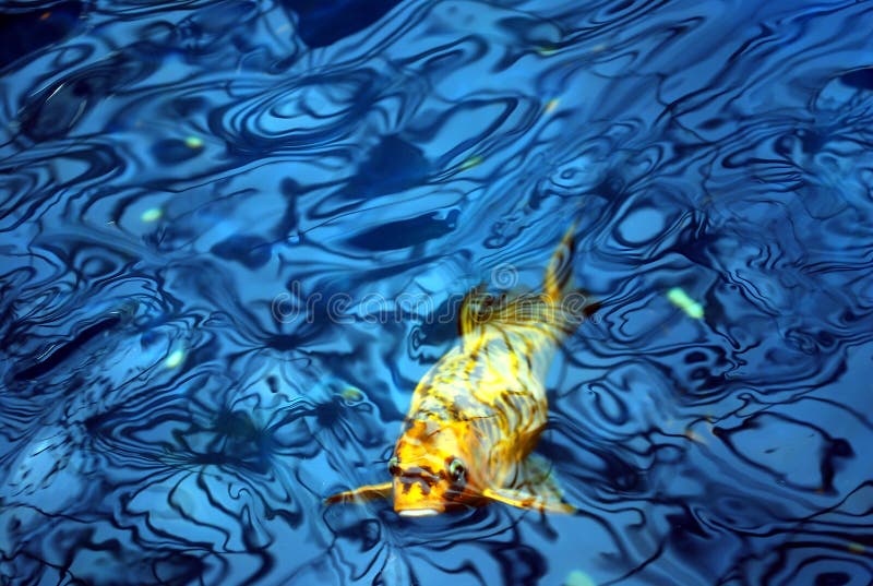 Koi fish in a blue pool stock photo. Image of animal, ripples - 176018