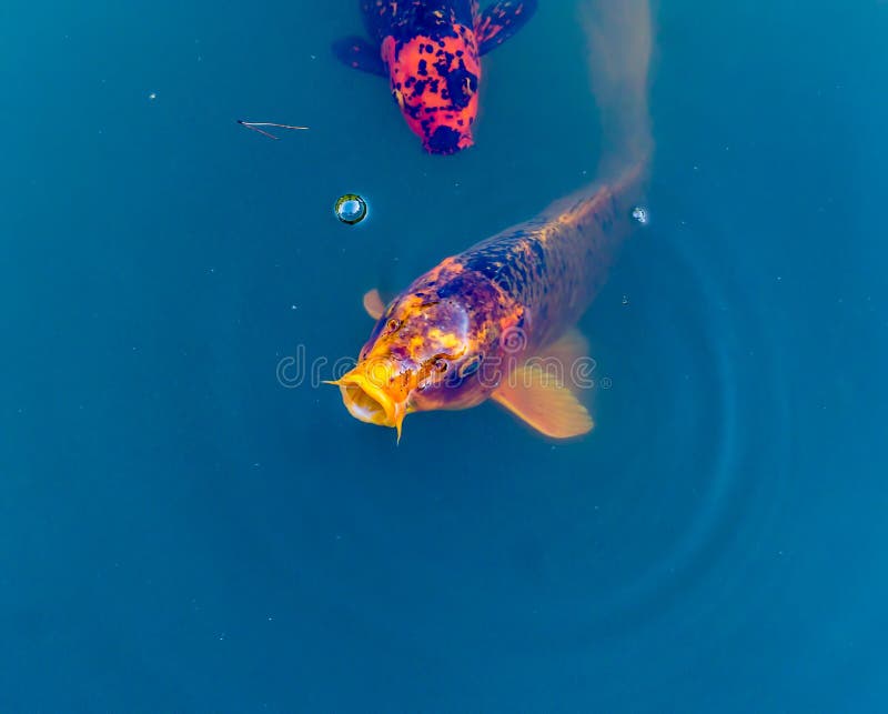 Curious Koi Fish 4 stock image. Image of curious, macro - 165467255