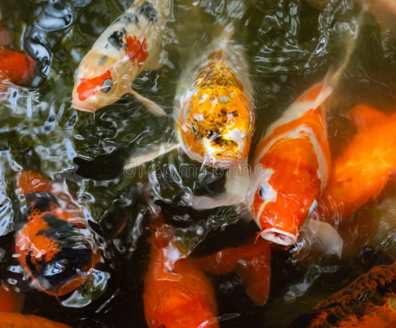 Koi Fish or Carp Fish Swimming in Pond Stock Image - Image of carps ...