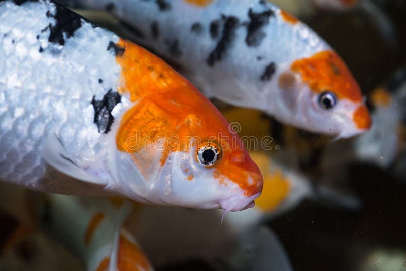 Koi fish close up stock photo. Image of good, carp, green - 92702774