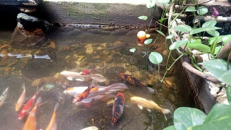 Koi Fish Colony Playing and Having Lunch Stock Image - Image of colony ...