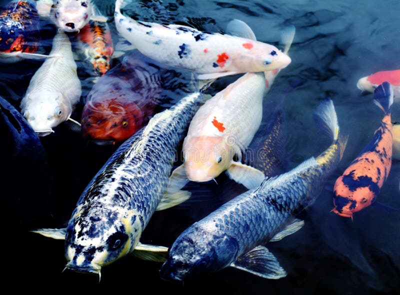 Koi fish stock image. Image of grey, pond, eyes, black - 94956959