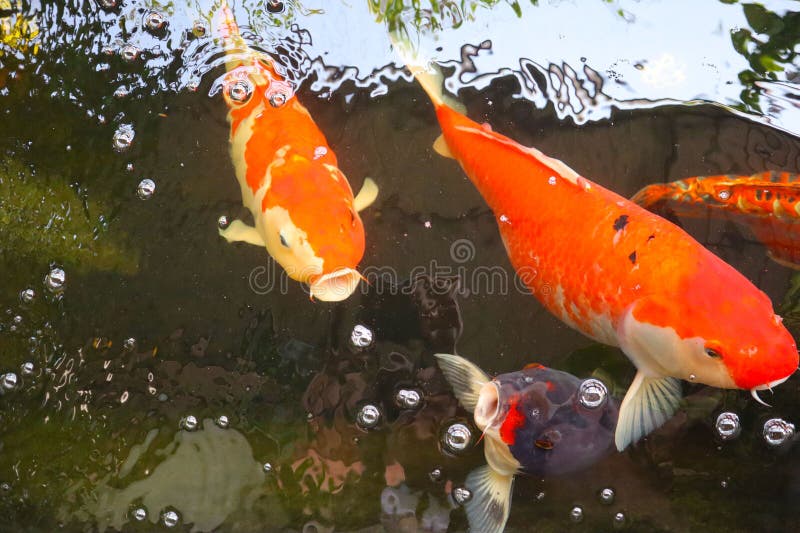 Colorful koi fish stock image. Image of beauty, food - 274199863