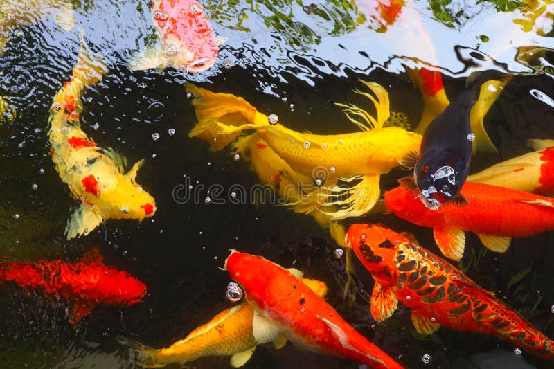 Colorful koi fish stock image. Image of beauty, food - 274199863