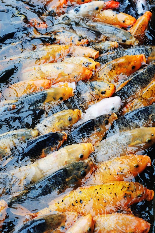Koi Fish Competition for Food Stock Photo - Image of environment, gold ...