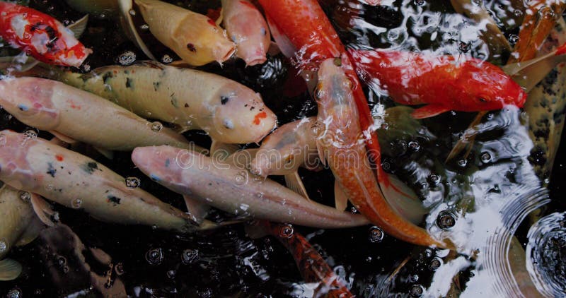 Koi Fish, Cyprinus Caprio, Cyprinus Rubrofuscus Swim with Reflections ...