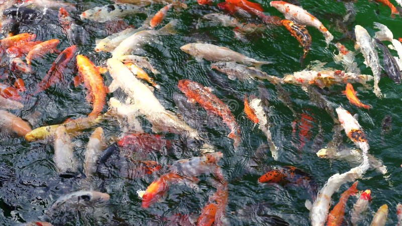 Koi Fish of Different Sizes and Colors Swimming in a Lake. Stock ...