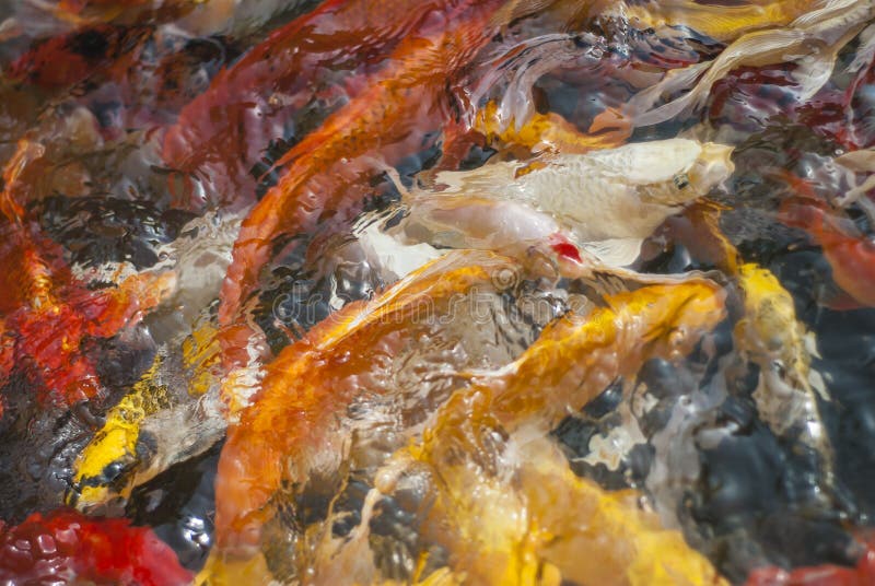 Diverse Group of Japanese Koi Fish Stock Image - Image of japanese ...