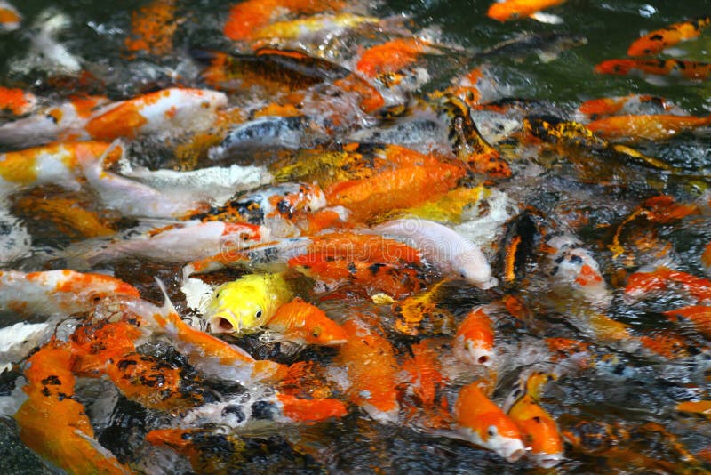 Koi Fish Eating Rice Stock Photos - Free & Royalty-Free Stock Photos ...