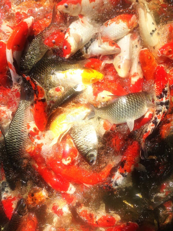 A koi fish family. stock photo. Image of underwater, animal - 93453186