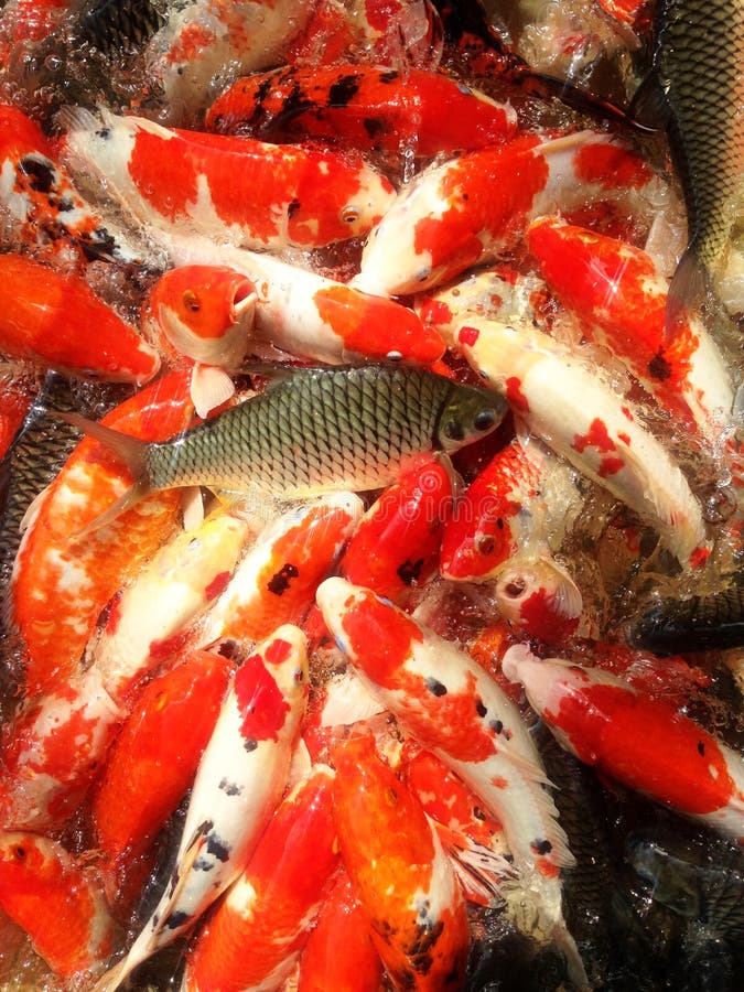 A koi fish family. stock photo. Image of colorful, nature - 93453266