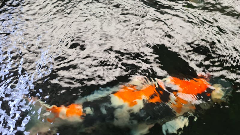Koi Fish, Fancy Carp Fish Swimming in the Pond , Top View Stock Photo ...