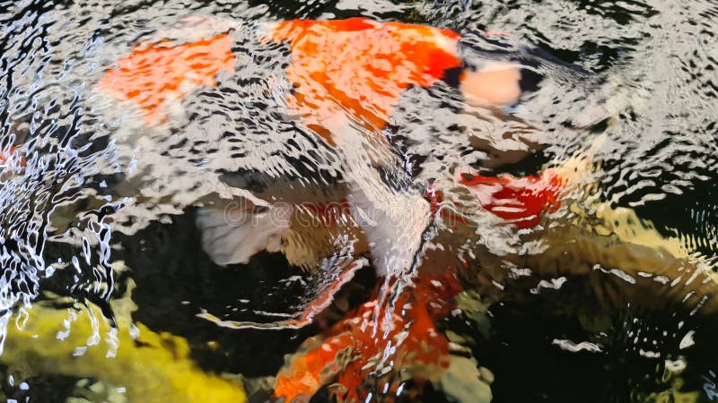 Koi Fish, Fancy Carp Fish Swimming in the Pond , Top View Stock Photo ...