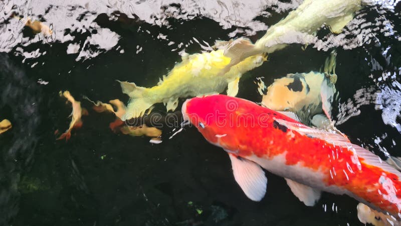 Koi Fish, Fancy Carp Fish Swimming in the Pond , Top View Stock Photo ...