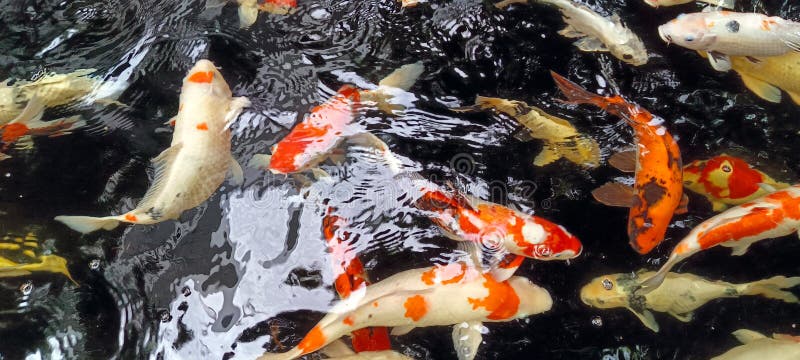 Koi Fish are Fed in the Pond Stock Image - Image of lake, beautiful ...